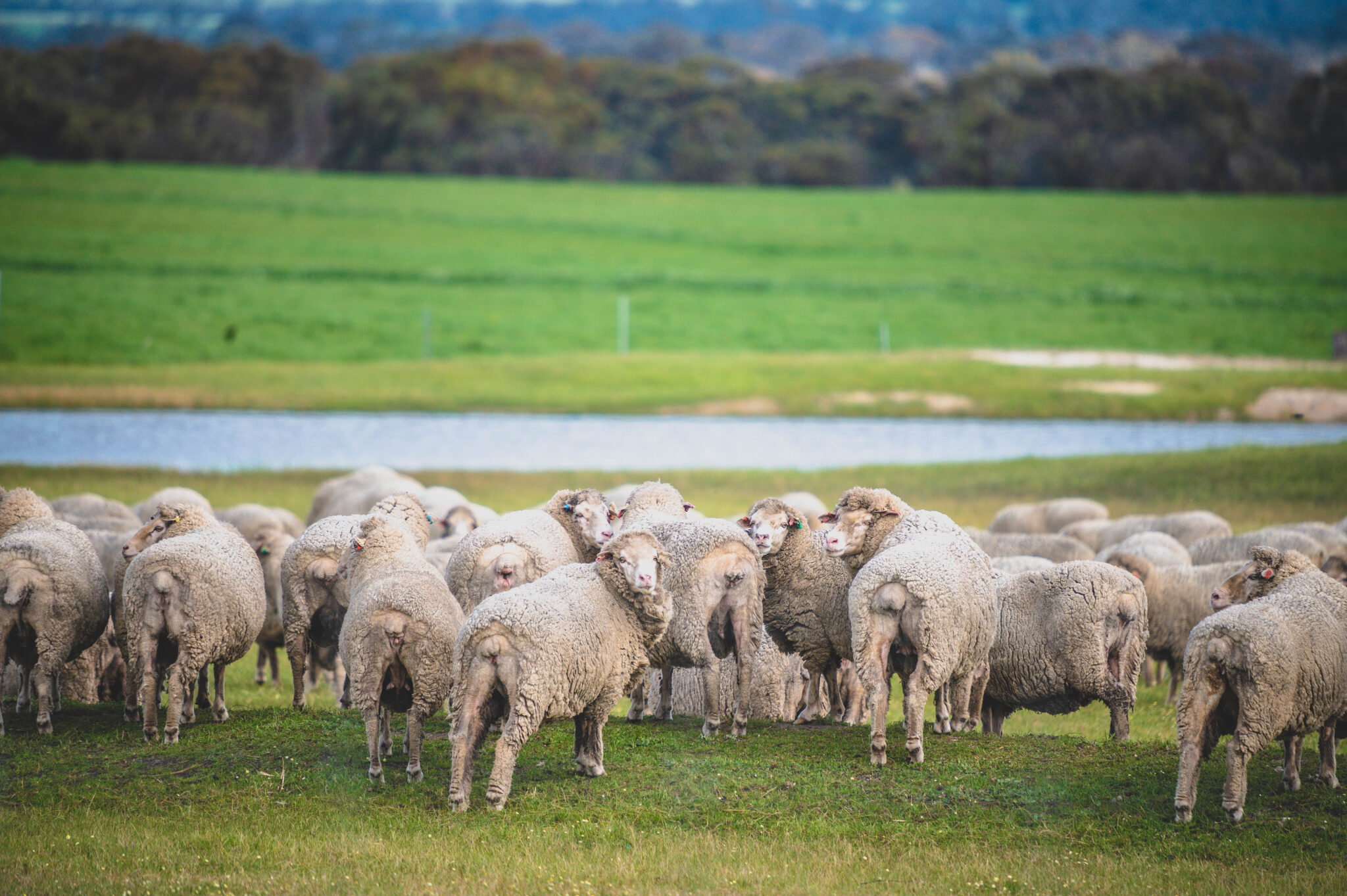 Visit Katanning – Katanning Hub