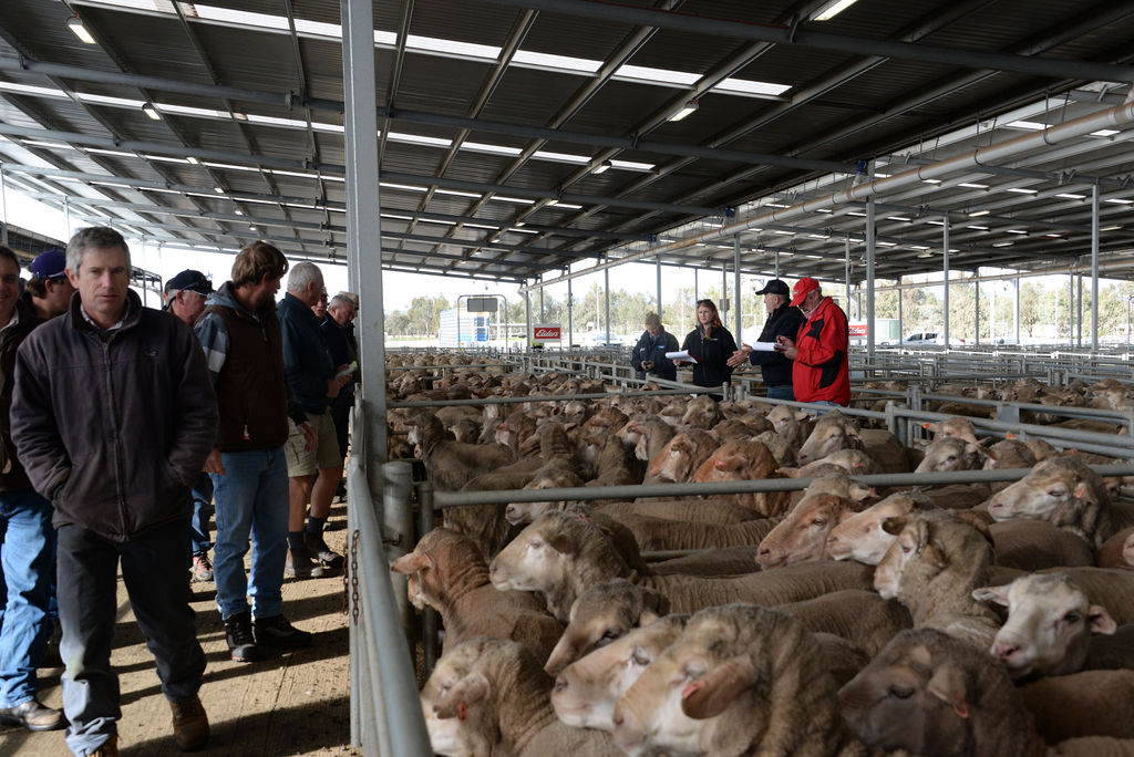 Katanning Sheep Saleyards – Katanning Hub